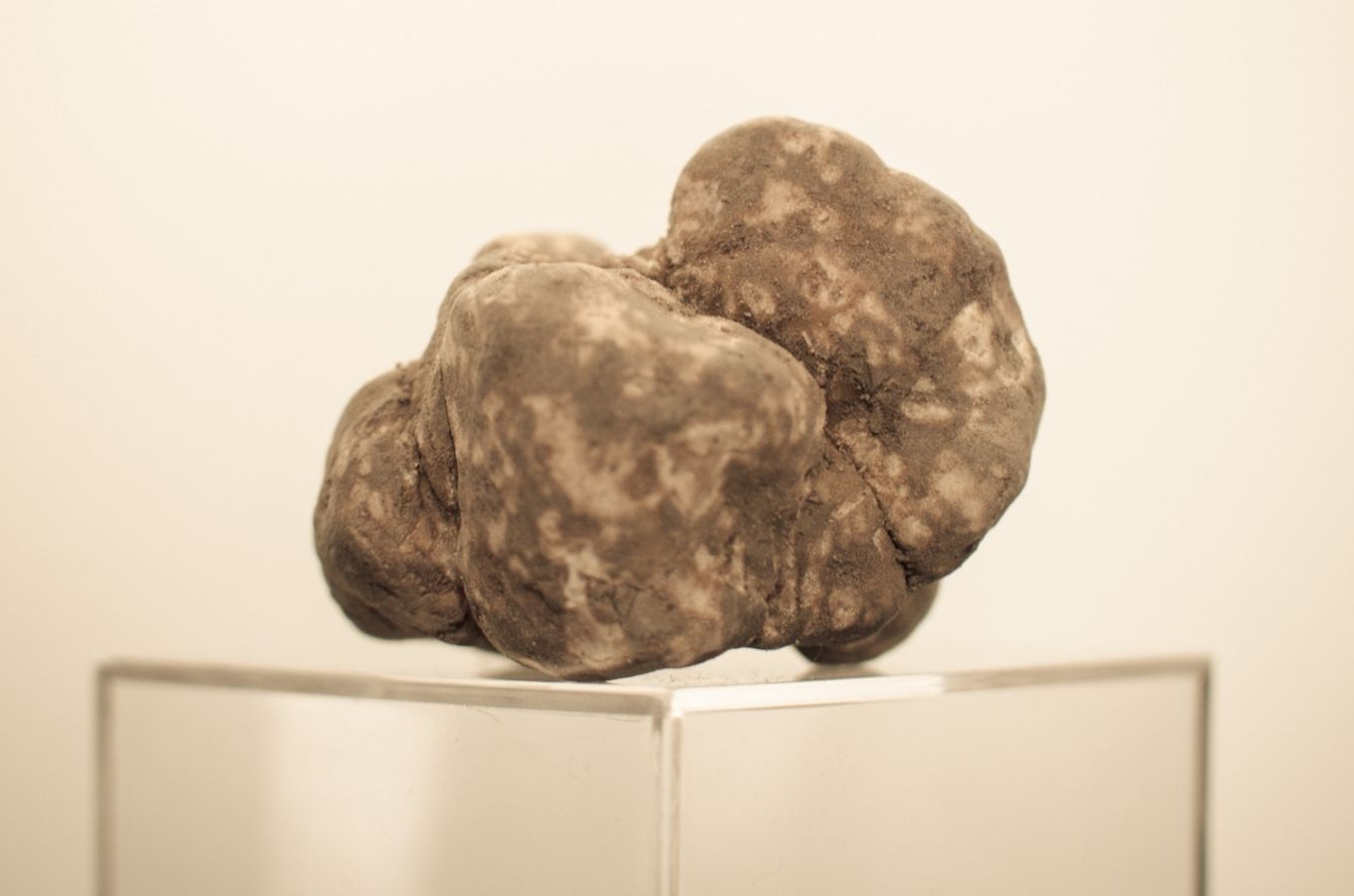 White Truffle: The Skin Anti-Aging Powerfood | NUME-Lab Switzerland